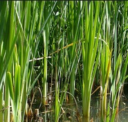 La mata del jonc | Des de la Mediterrània